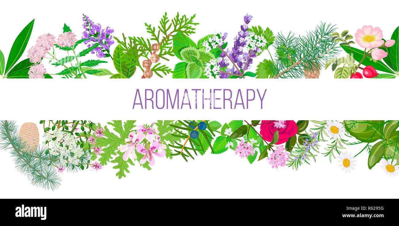 Big banner set of popular essential oil plants. Ornament with text ...