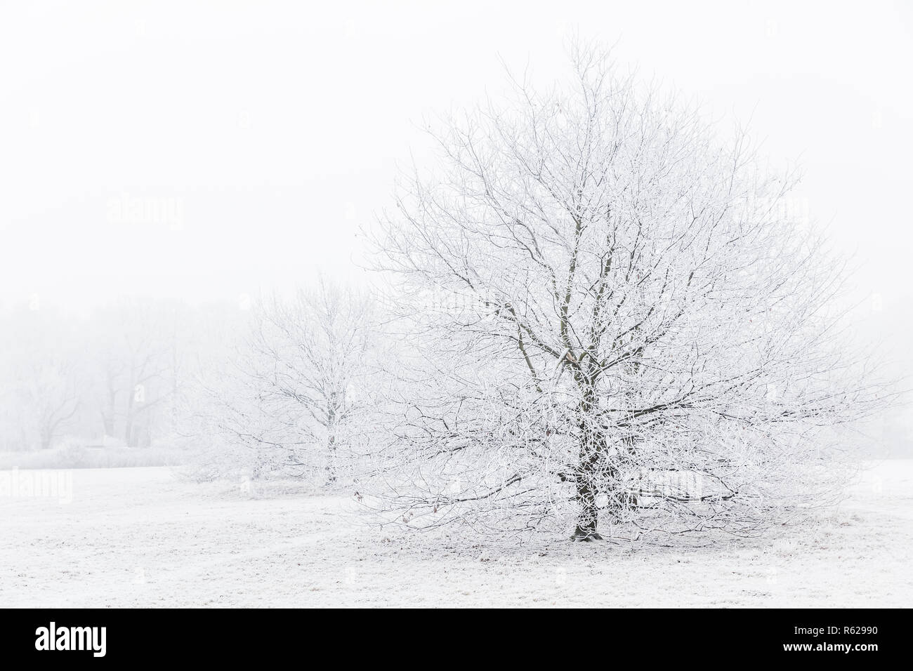 winter mood with frozen tree in the fog Stock Photo - Alamy