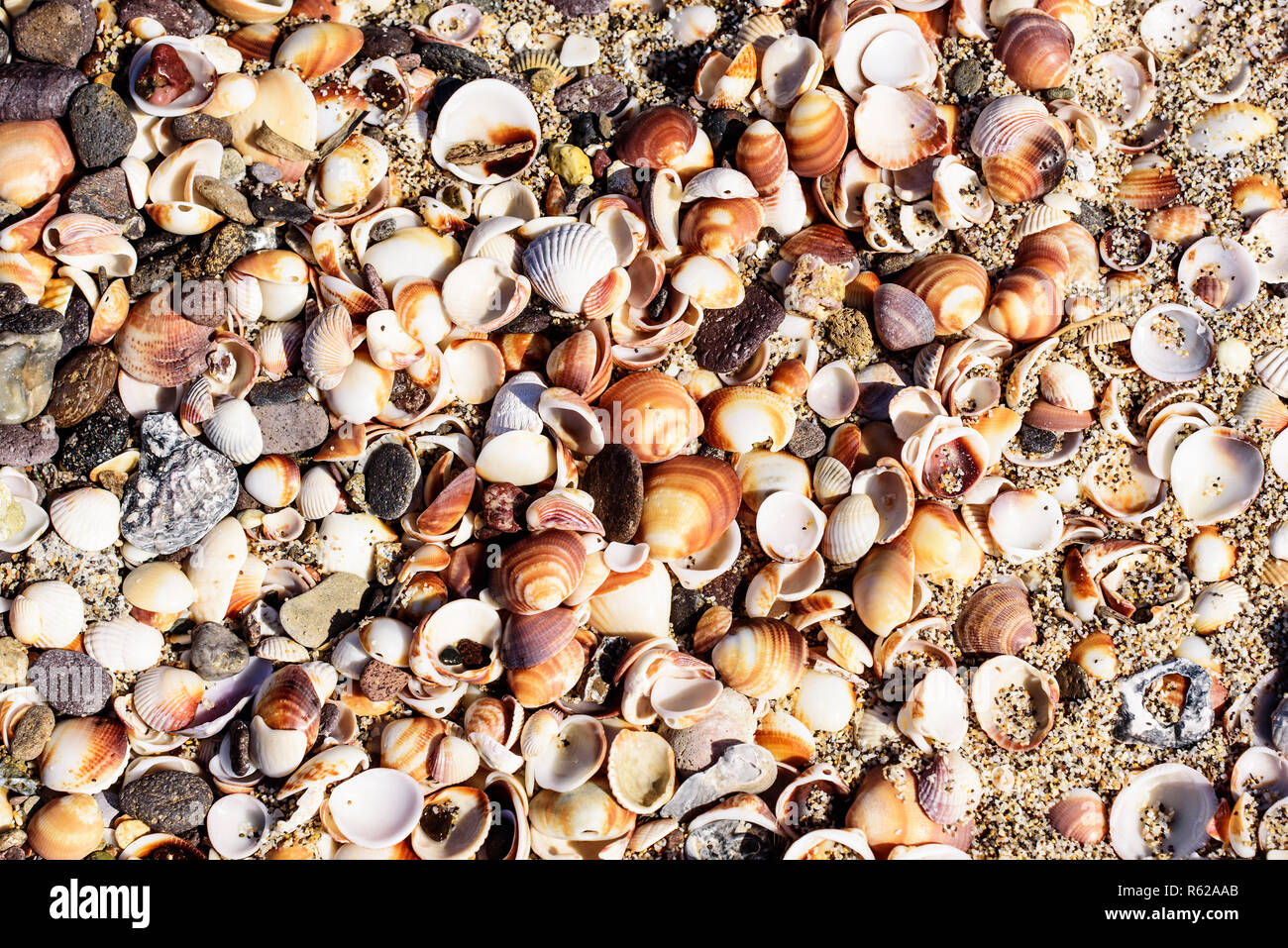 shells shells beach sand Stock Photo - Alamy