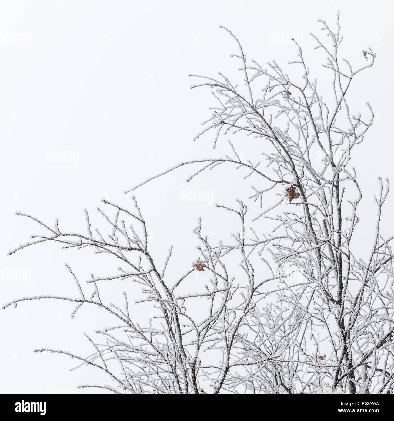 snowy tree branches Stock Photo - Alamy