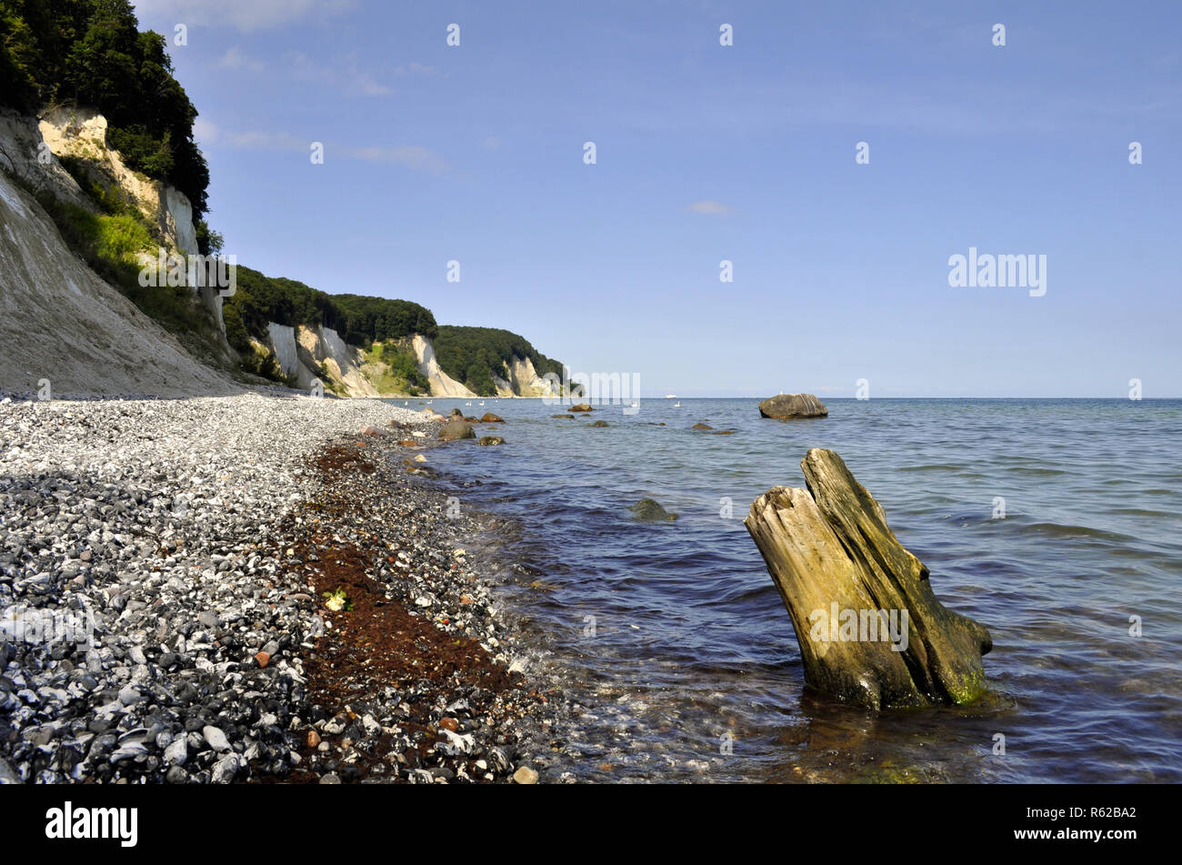 chalk coast with tree stump at the baltic sea,rÃ¼gen Stock Photo - Alamy