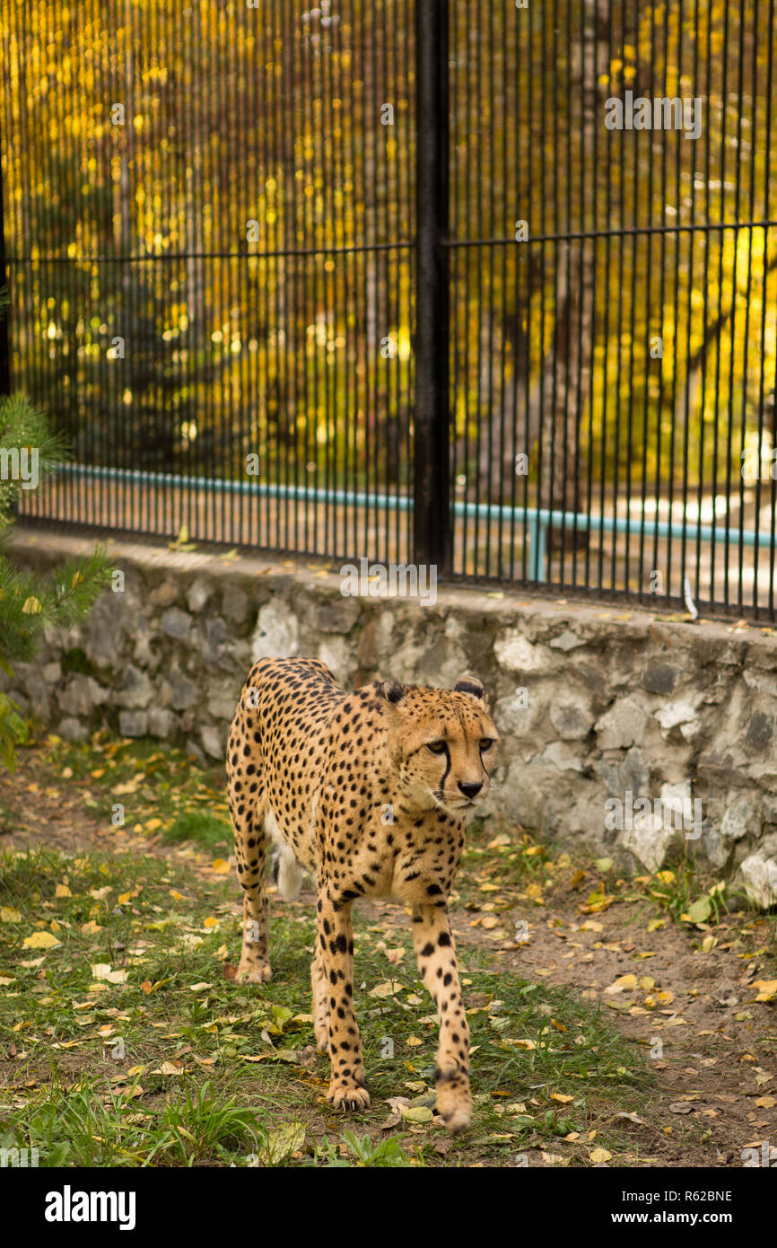 Lap leopard hi-res stock photography and images - Alamy