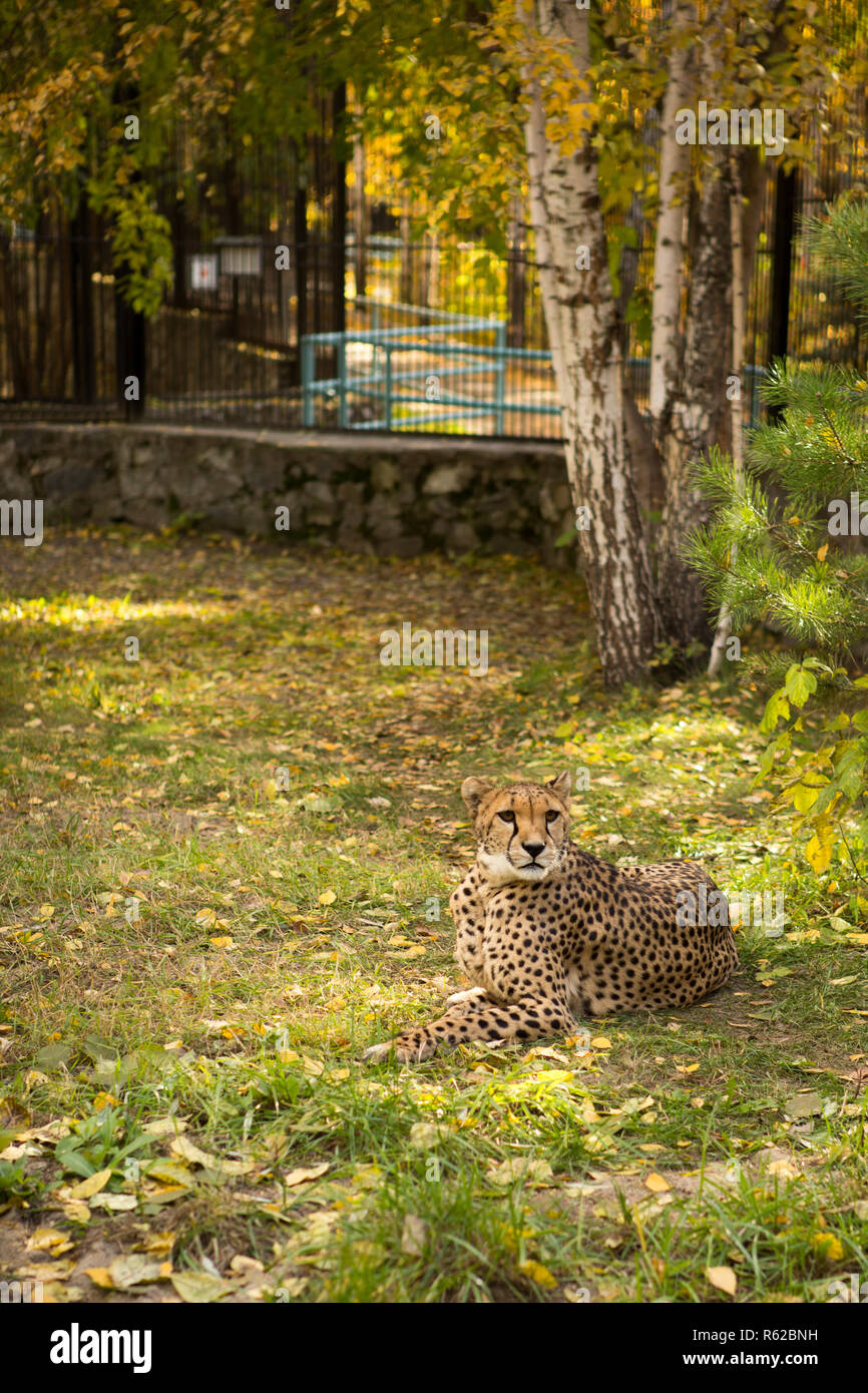 Lap leopard hi-res stock photography and images - Alamy