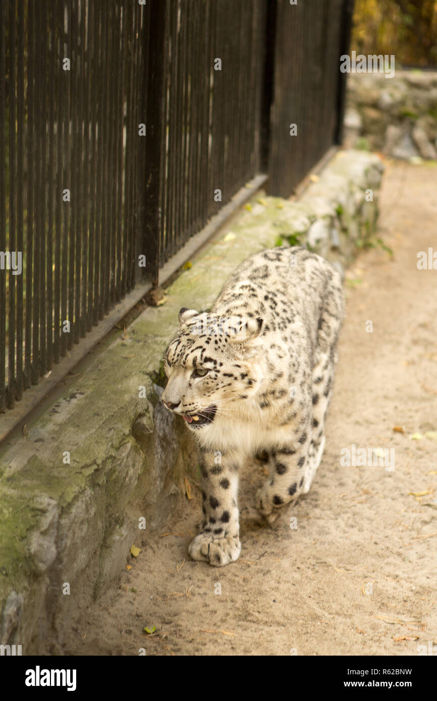 Snowleopard tail hi-res stock photography and images - Alamy