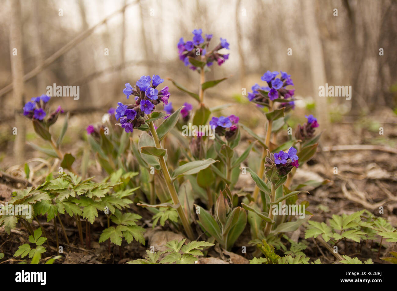 Sundrop plant hi-res stock photography and images - Alamy