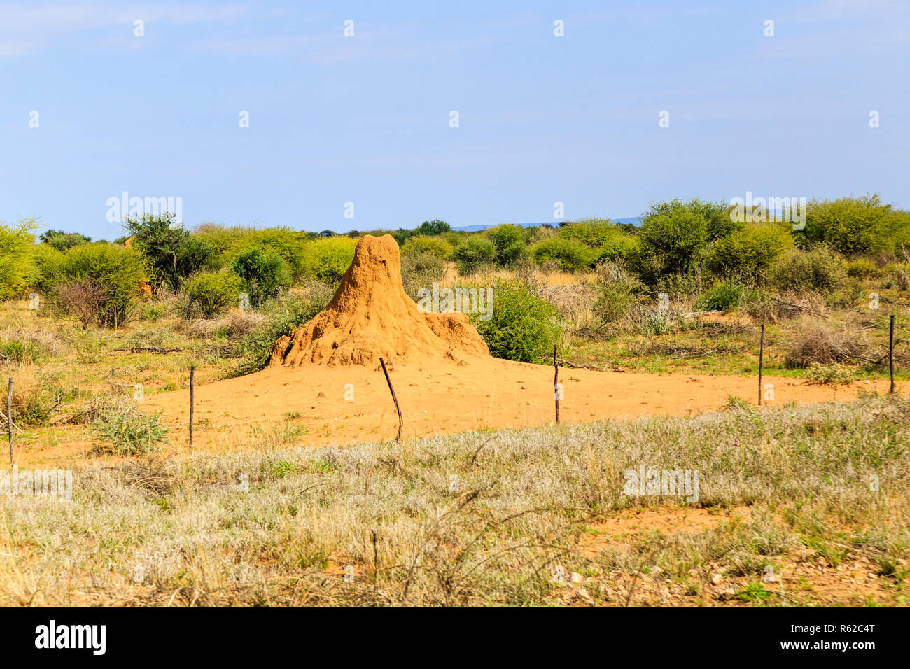 termite mound in namibia Stock Photo - Alamy