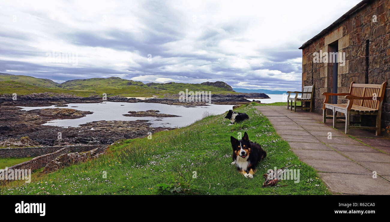 border collies off a coastal landscape in scotland in 18: 9 Stock Photo ...