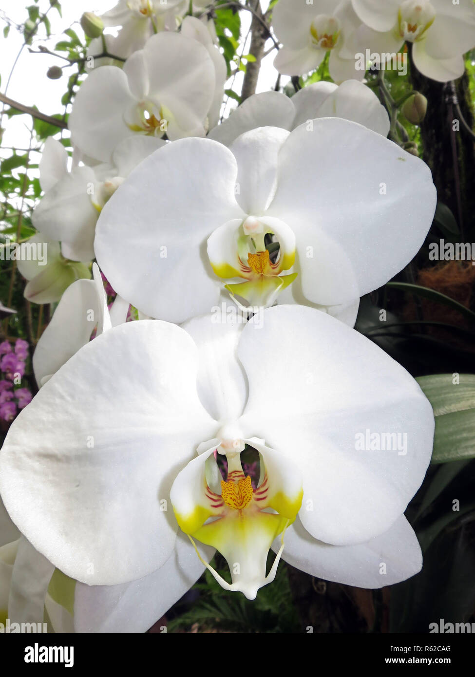 Orchideen hybride hi-res stock photography and images - Alamy