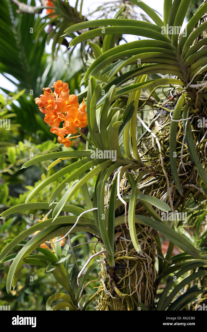 Orchideen hybride hi-res stock photography and images - Alamy