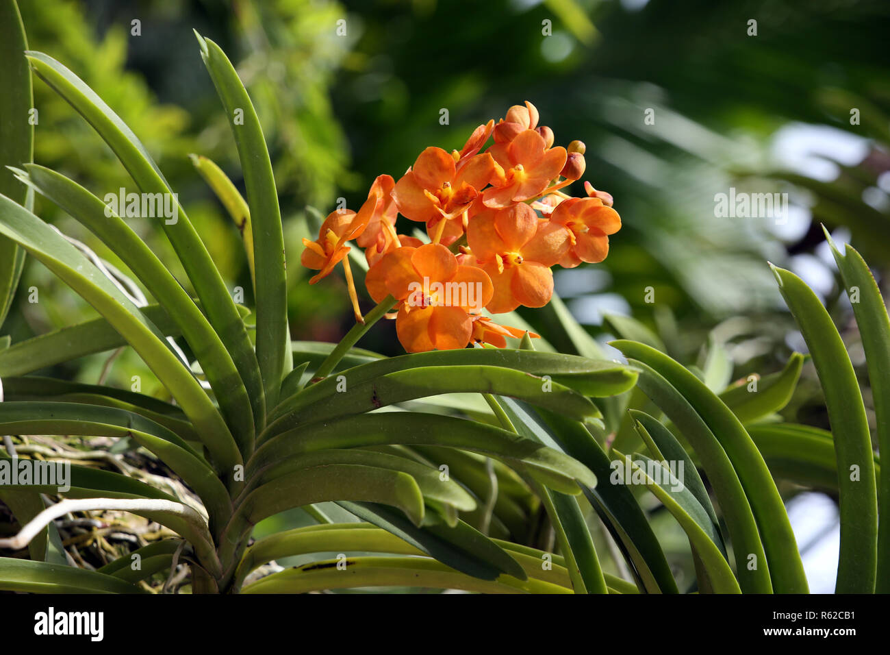 Orchideen hybride hi-res stock photography and images - Alamy