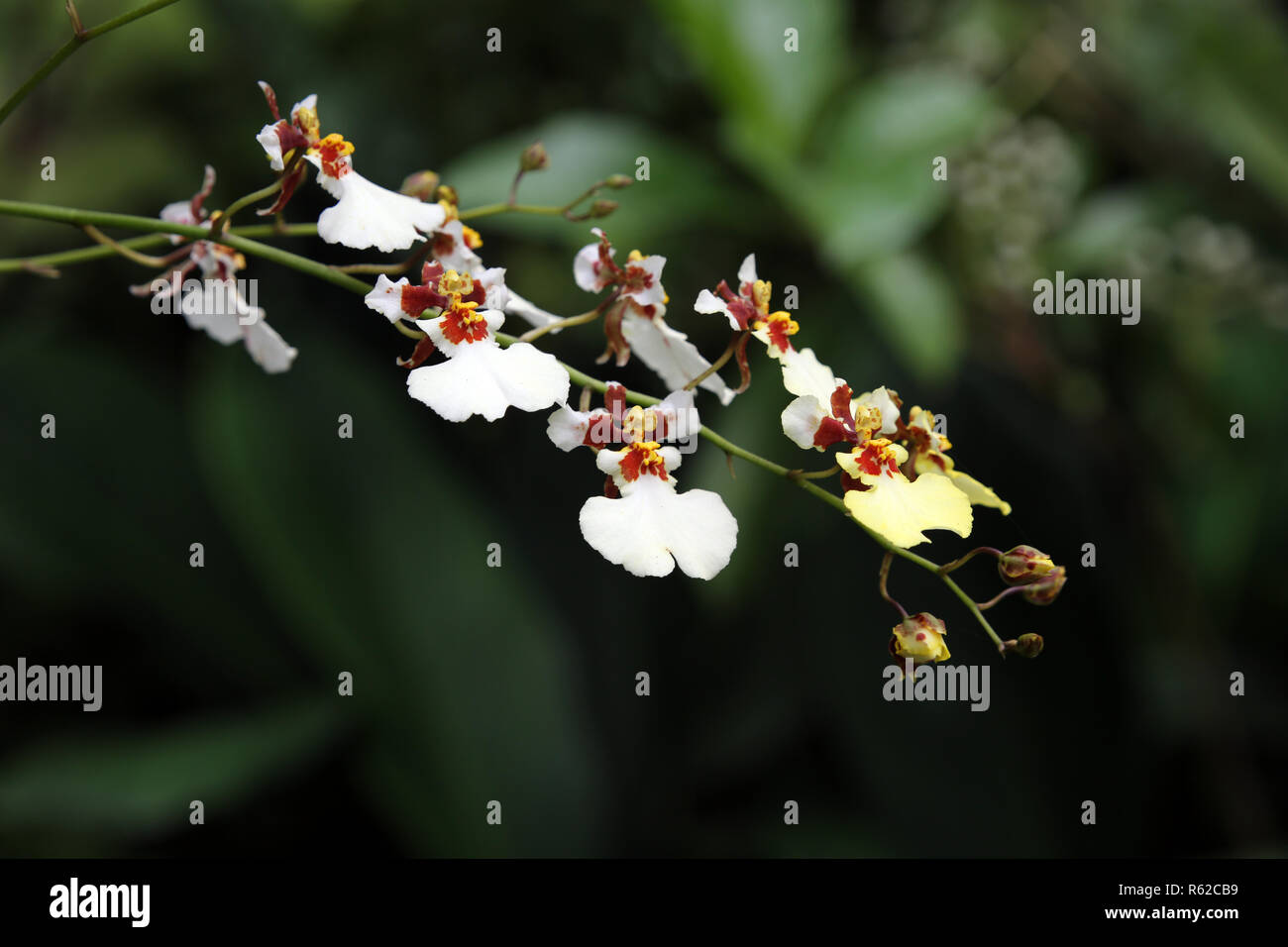 Orchideen hybride hi-res stock photography and images - Alamy
