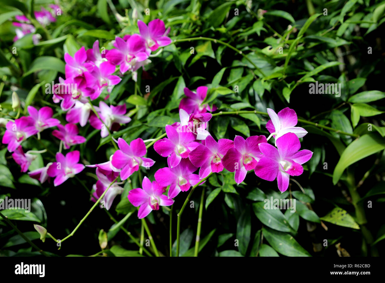 Orchideen hybride hi-res stock photography and images - Alamy