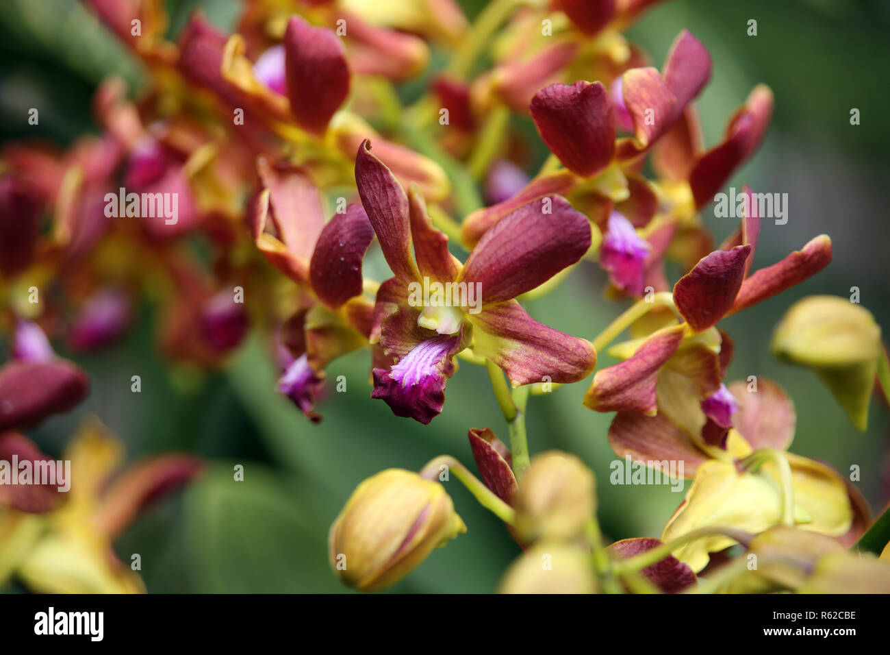Orchideen hybride hi-res stock photography and images - Alamy