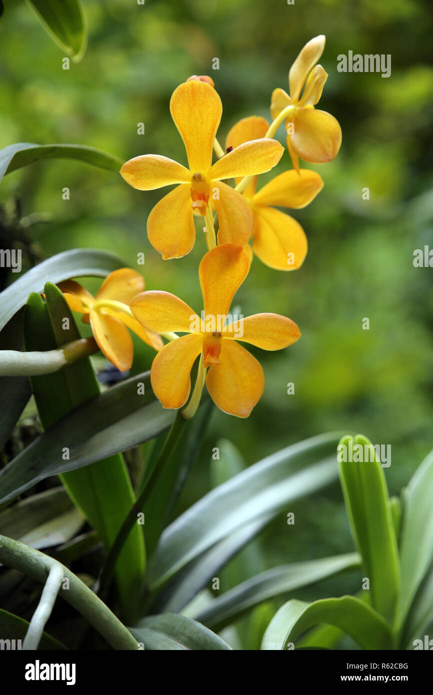 Orchideen hybride hi-res stock photography and images - Alamy