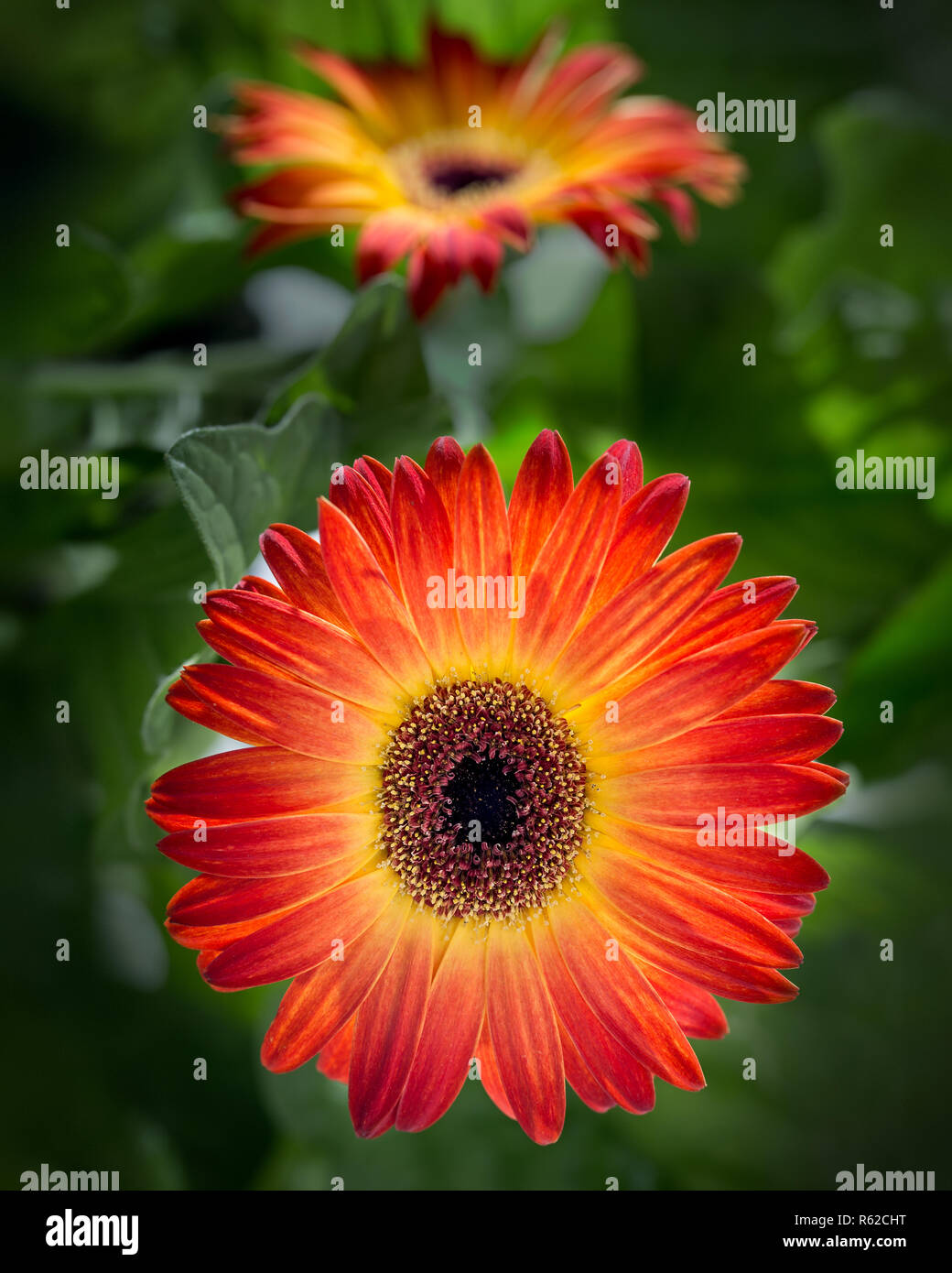 Gerbera Flower Background and Spring isolated Stock Photo - Alamy