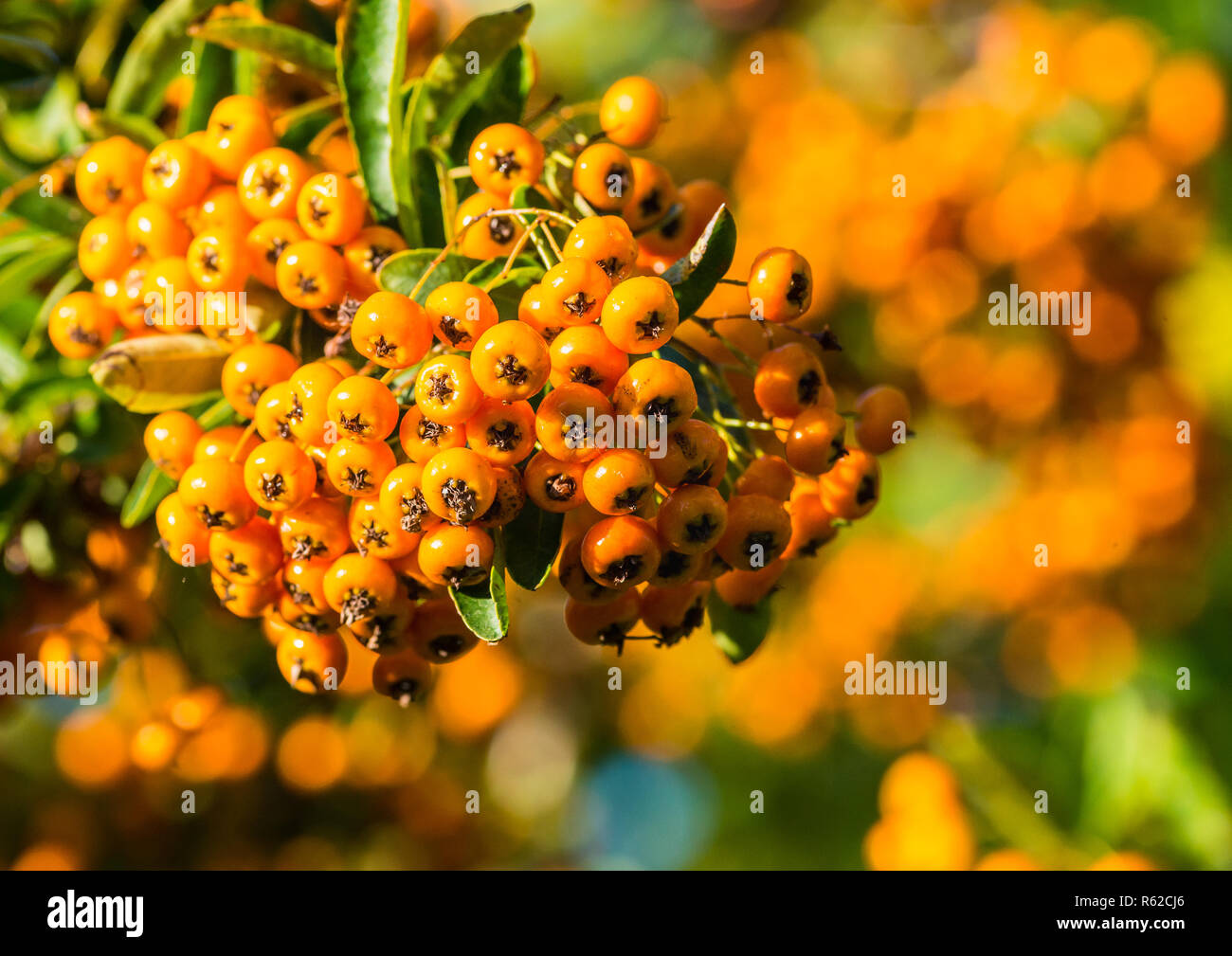 Pyracantha hi-res stock photography and images - Alamy