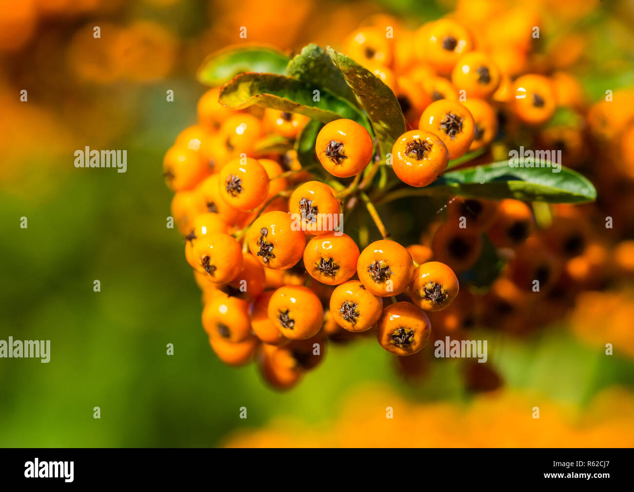 Orange pyracantha berries bush hi-res stock photography and images - Alamy