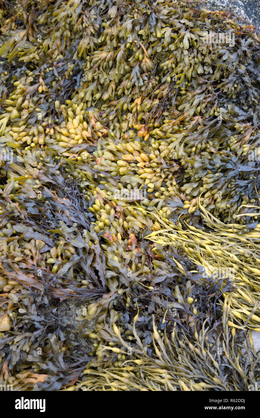 Seaweed Closeup at Roundstone; Connemara; Galway; Ireland Stock Photo ...