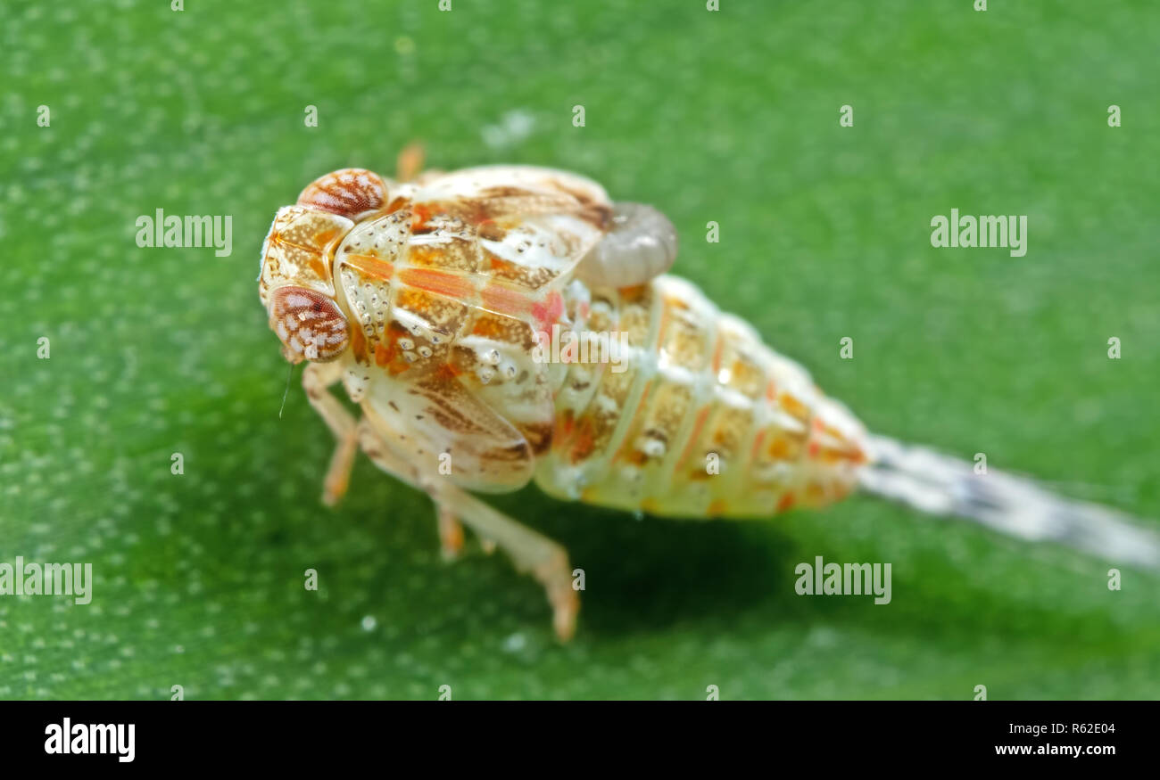 Macro Photography of Planthopper on Green Leaf Stock Photo - Alamy
