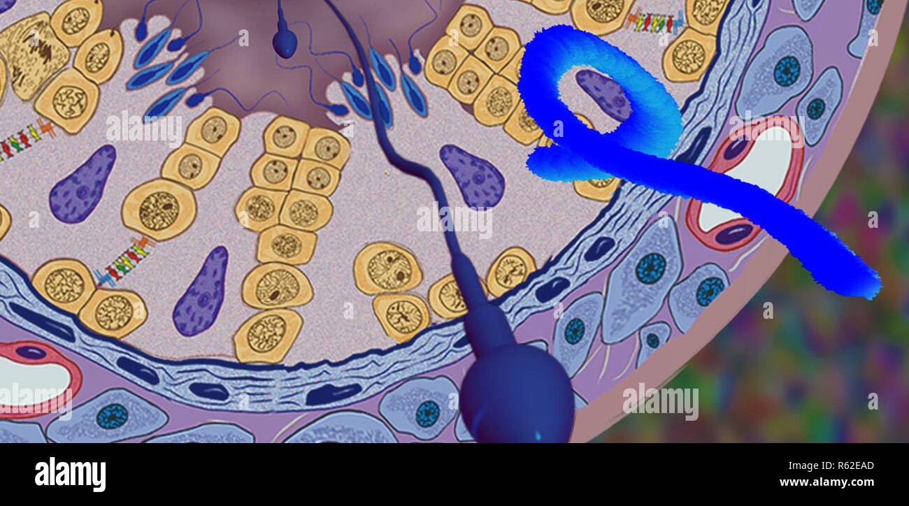 Marburg virus particles (in blue) and sperm originating from the ...