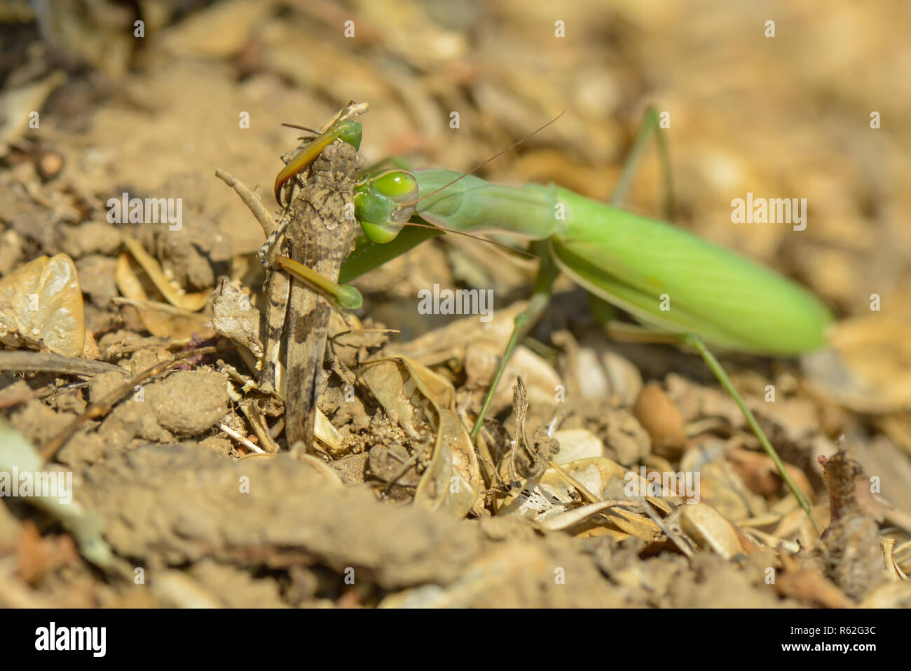mantis catches blue wasteland bug Stock Photo - Alamy