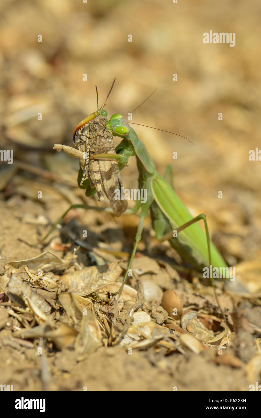 mantis catches blue wasteland bug Stock Photo - Alamy
