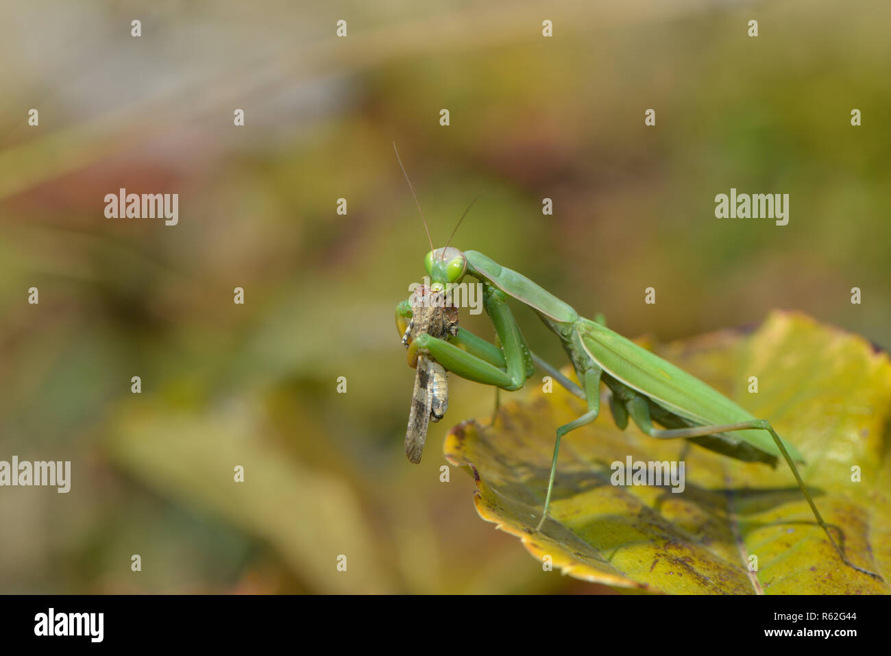 mantis catches blue wasteland bug Stock Photo - Alamy
