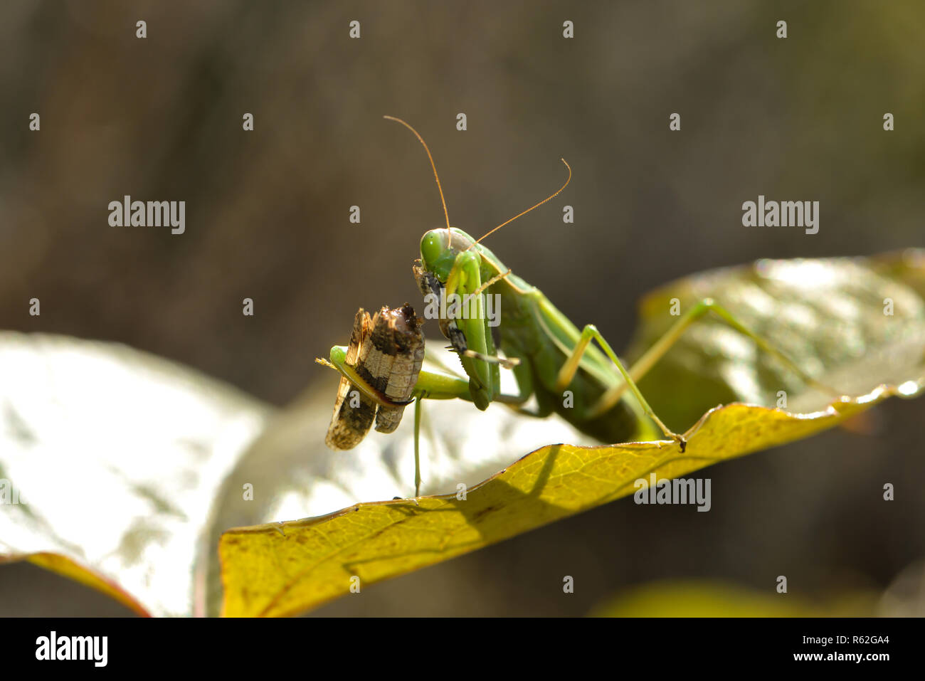 mantis catches blue wasteland bug Stock Photo - Alamy