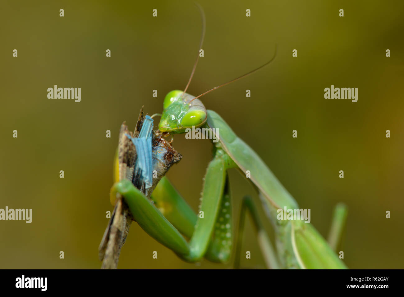mantis catches blue wasteland bug Stock Photo - Alamy