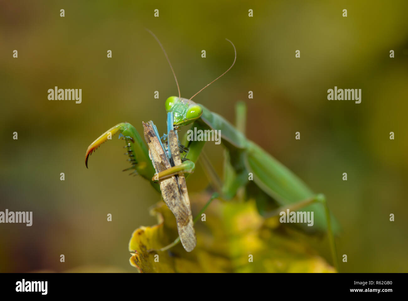 mantis catches blue wasteland bug Stock Photo - Alamy