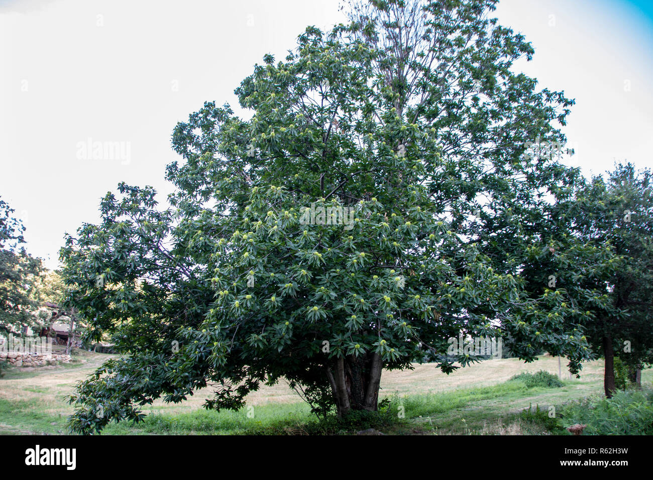 isolated chestnut tree in a field Stock Photo - Alamy