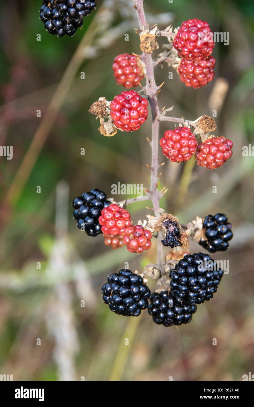 blackberries growing on their bush on summer Stock Photo - Alamy