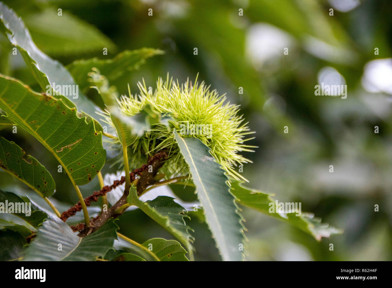 isolated chestnut growing on a tree in a field Stock Photo - Alamy