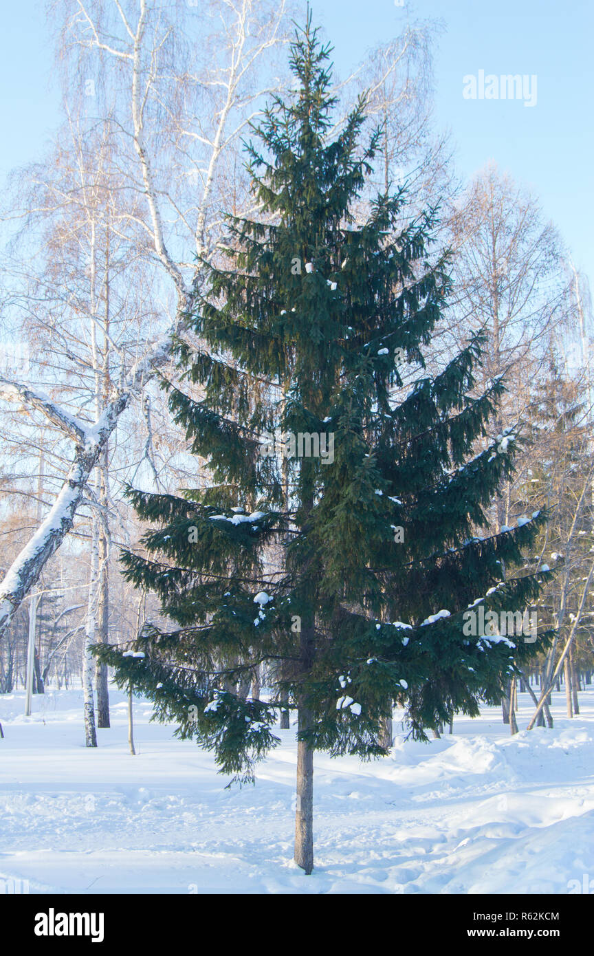 High fir tree, covered with snow in winter Park woods Stock Photo - Alamy
