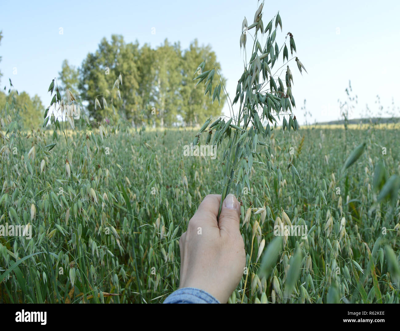 Female hand holding ears of oats on the field Stock Photo - Alamy