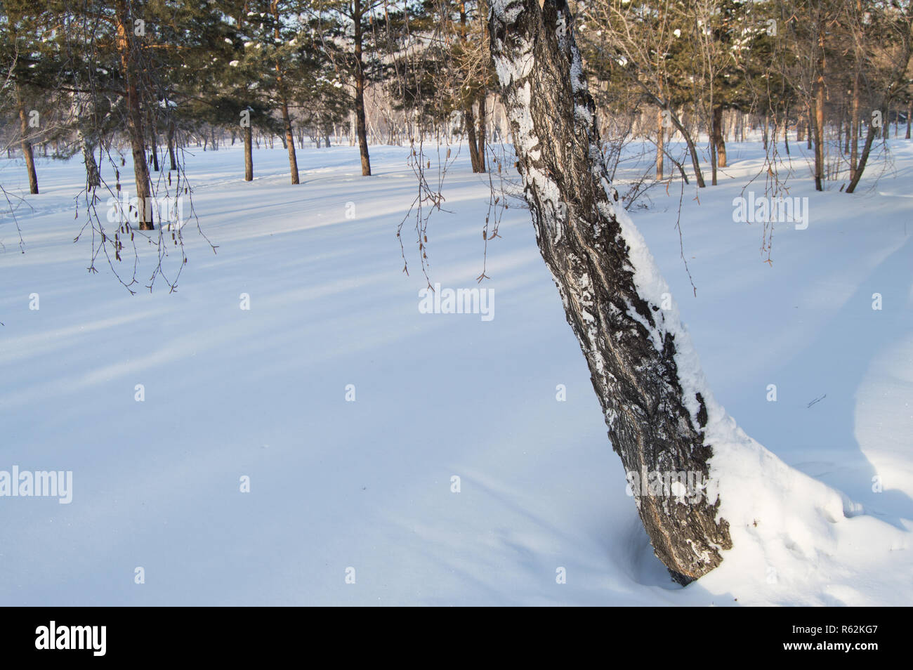 A leaning tree trunk covered with snow in winter Park woods Stock Photo ...