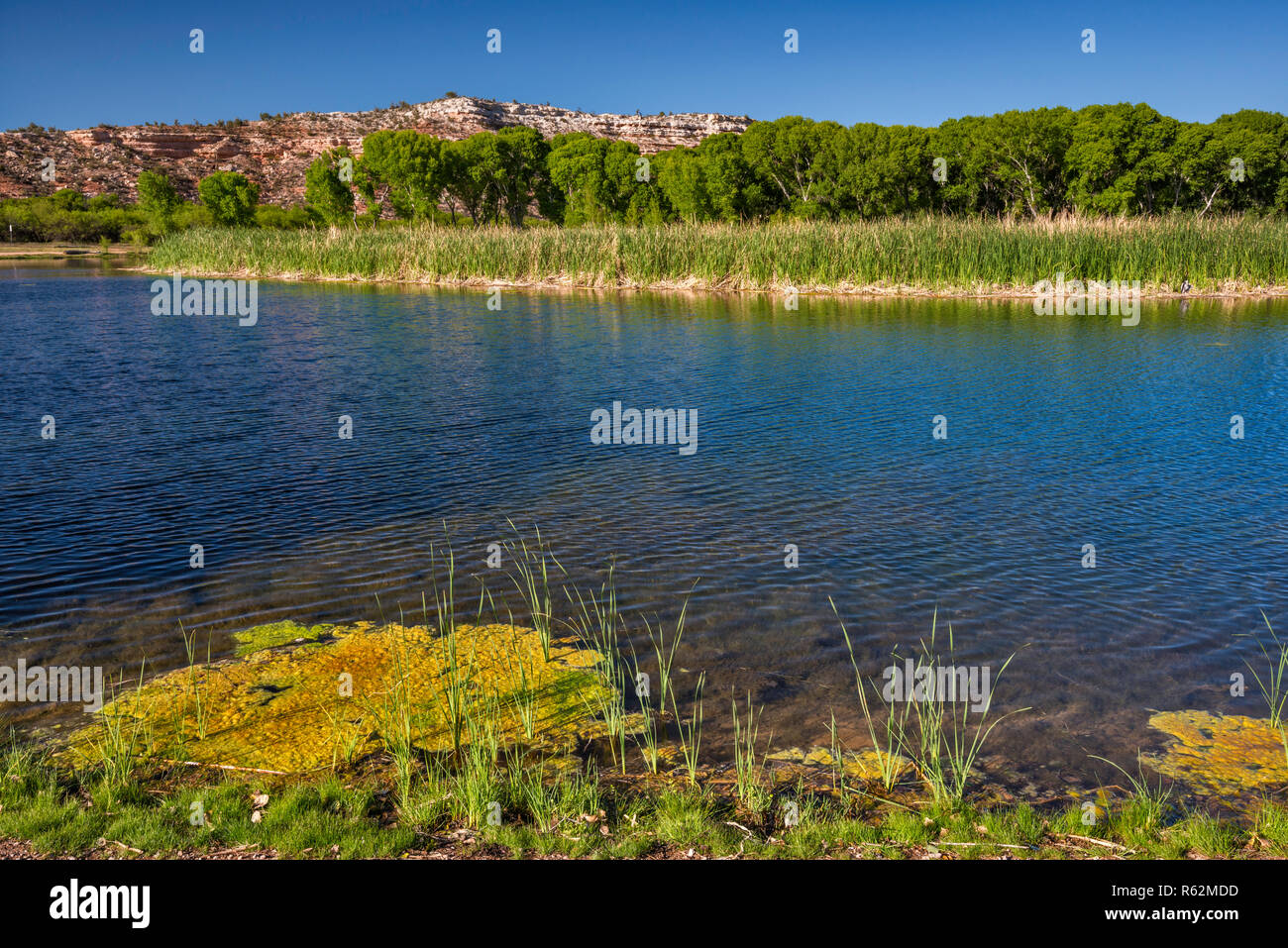 Lagoon at riparian zone in Verde River Valley, Dead Horse Ranch State ...