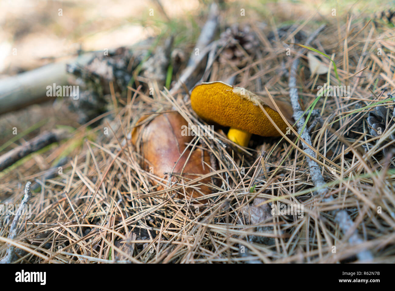 one mushroom xerocomus on a nature background Stock Photo - Alamy
