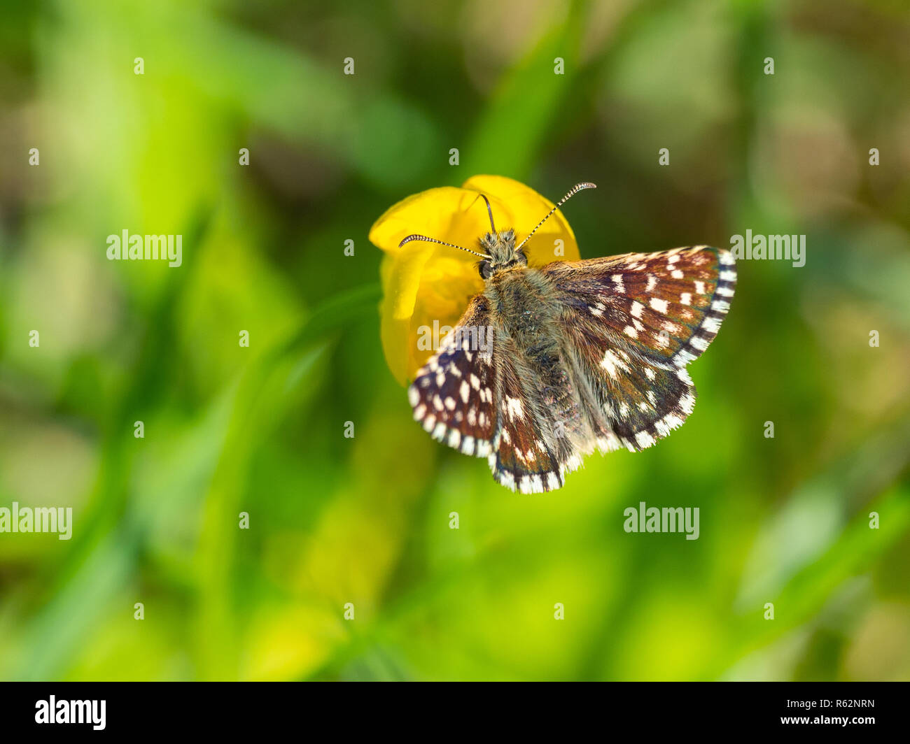 Beautiful wild grizzled skipper hi-res stock photography and images - Alamy