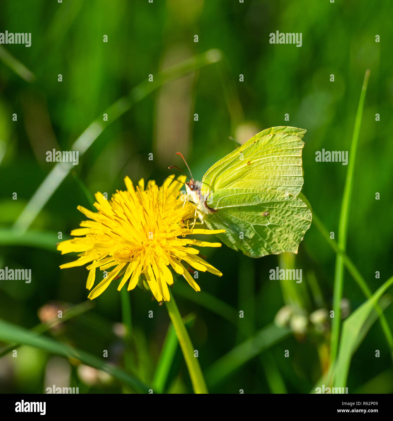 Dandelion uk butterfly hi-res stock photography and images - Alamy