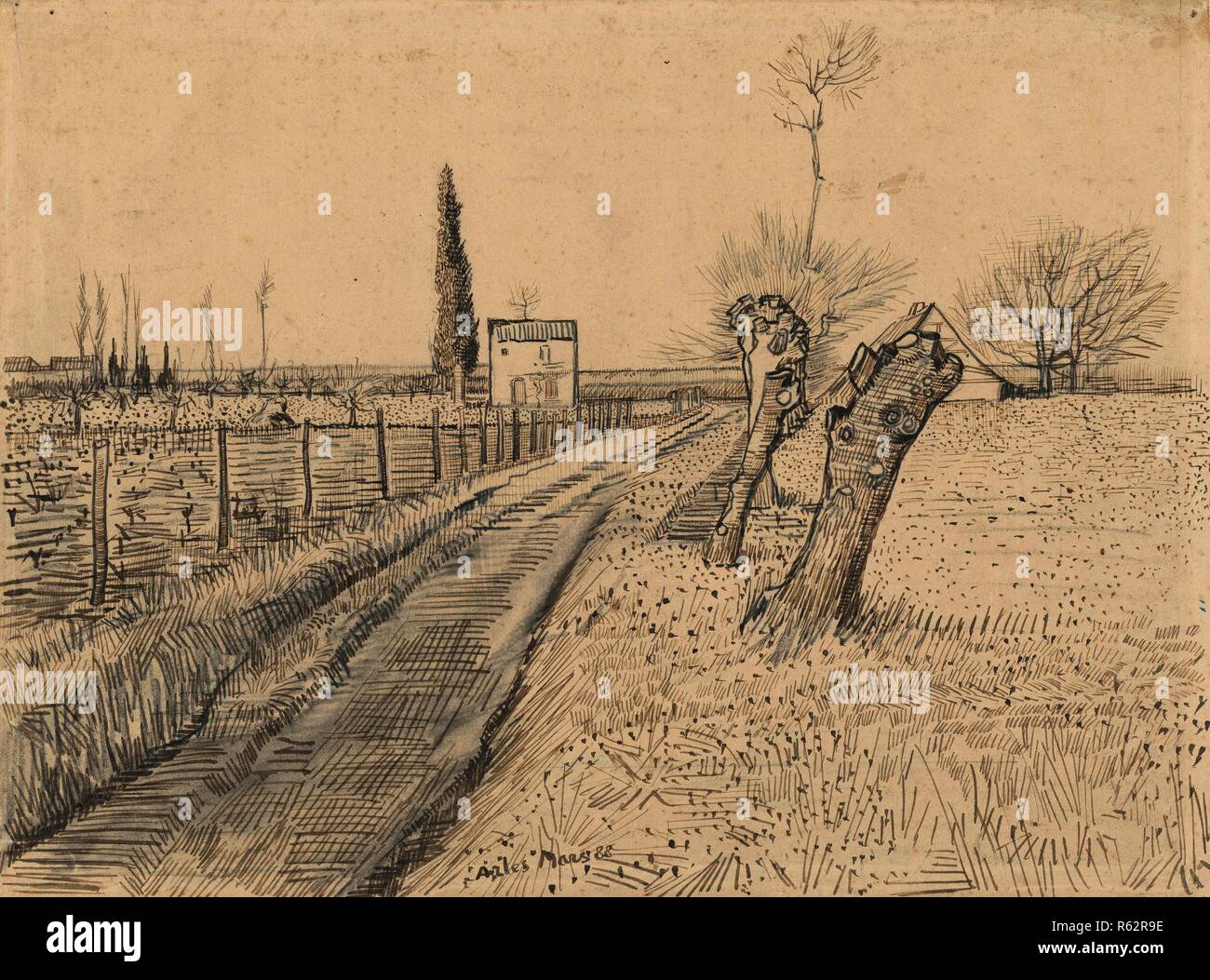 árbol pollard hi-res stock photography and images - Alamy