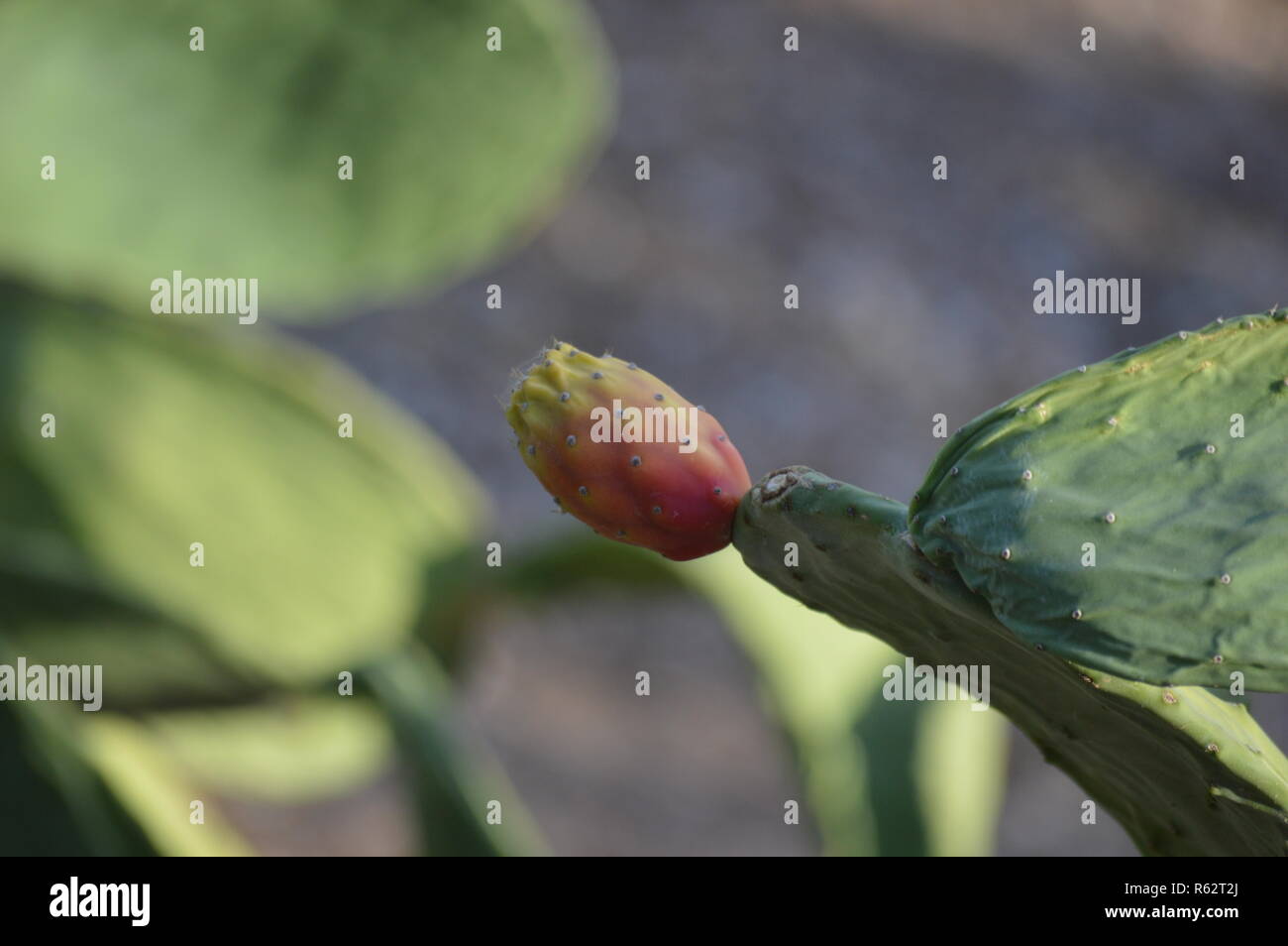 cactus opuntia pear prickly fig background fruit indian nature red ...