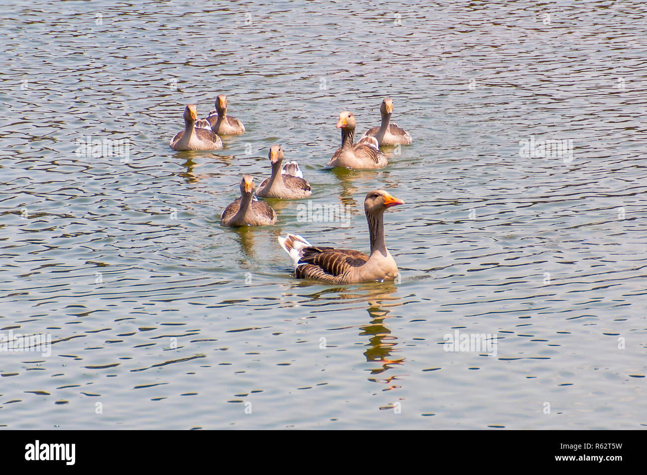 Geese Swimming In Formation High Resolution Stock Photography and ...
