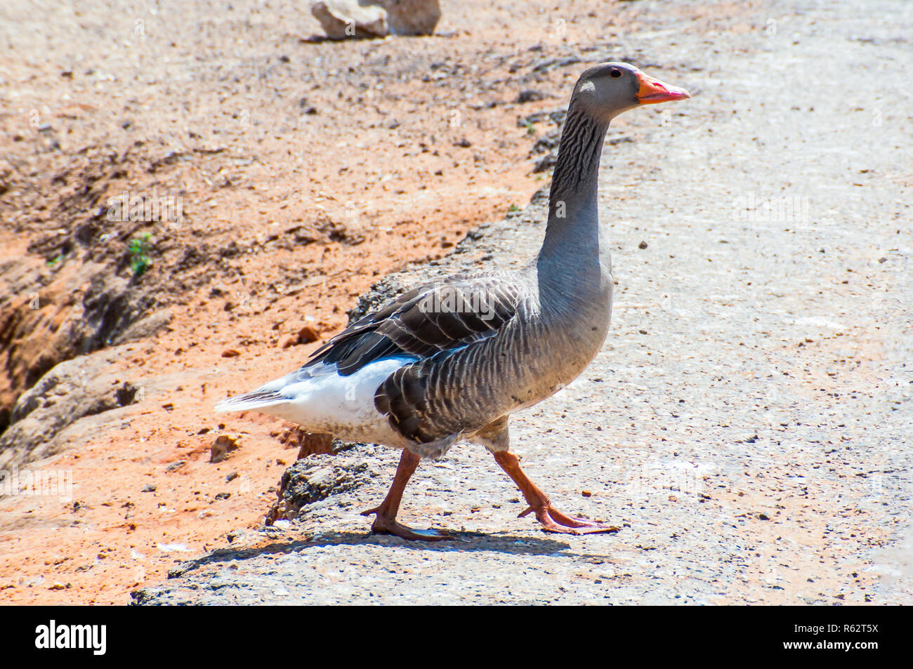 Big goose walking across the road Stock Photo - Alamy