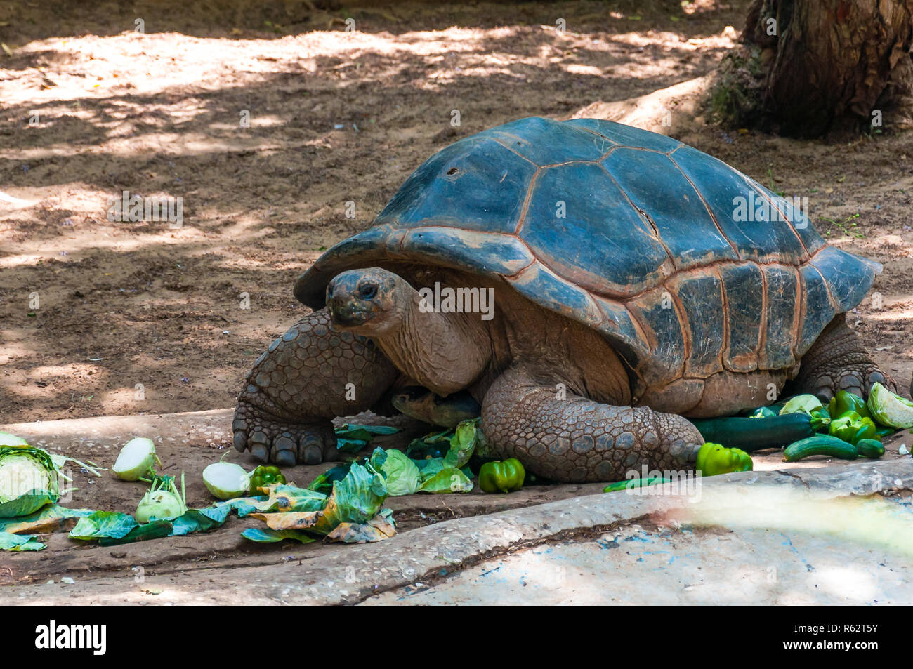 Tortoise eating lettuce hi-res stock photography and images - Alamy