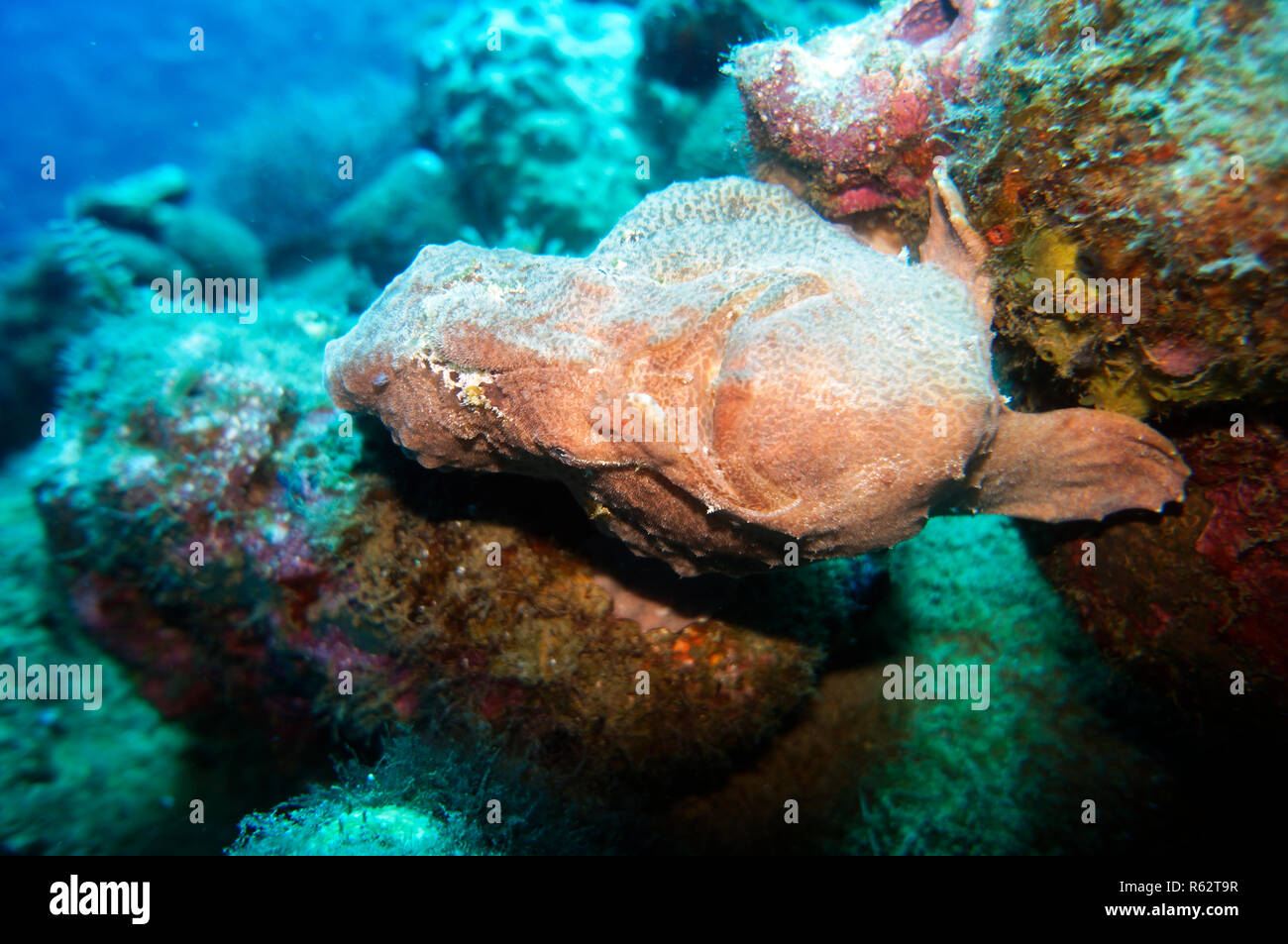 commerson's frogfish (antennarius commersoni),giant frogfish Stock ...