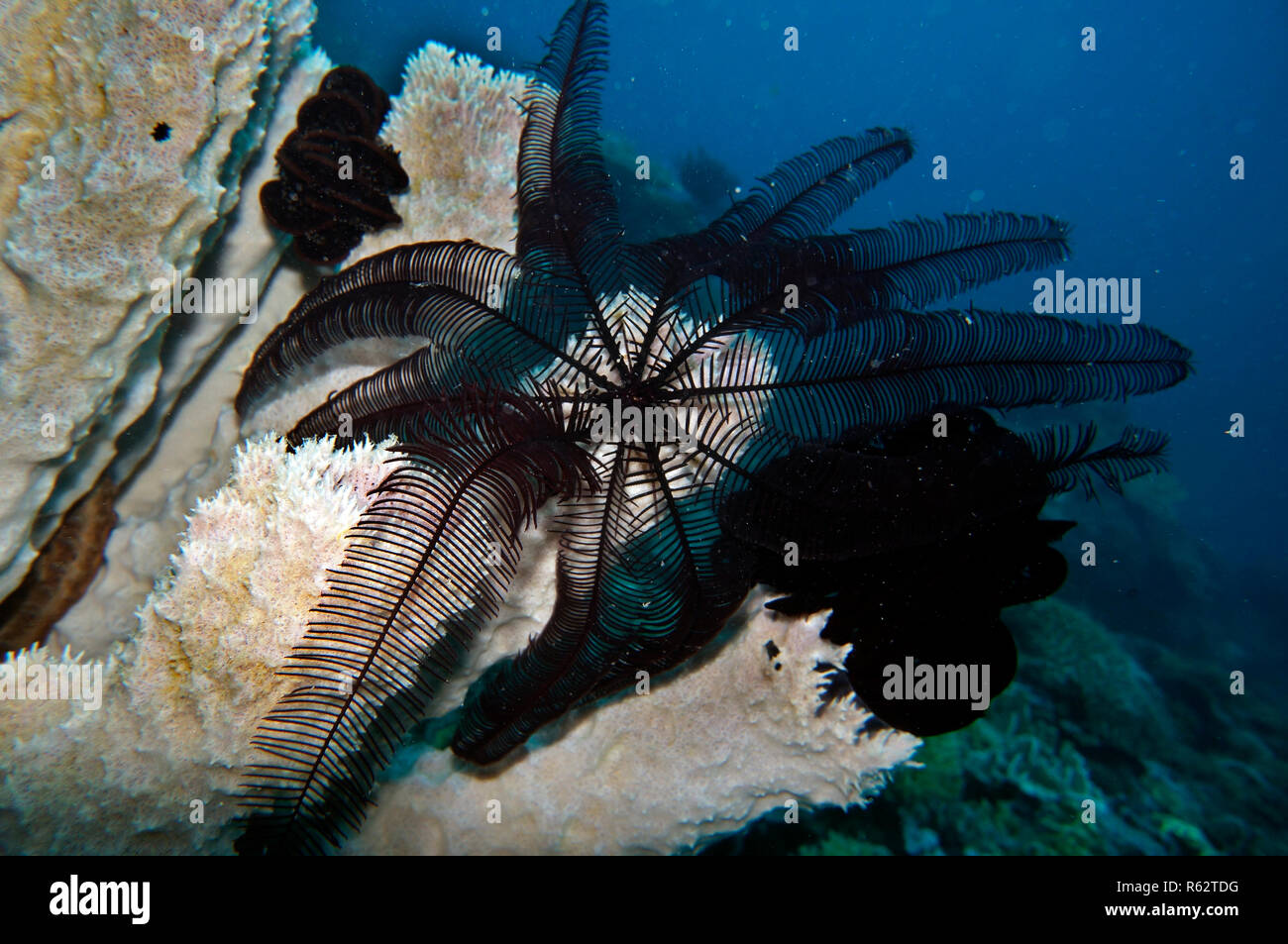 Amphimedon sp hi-res stock photography and images - Alamy