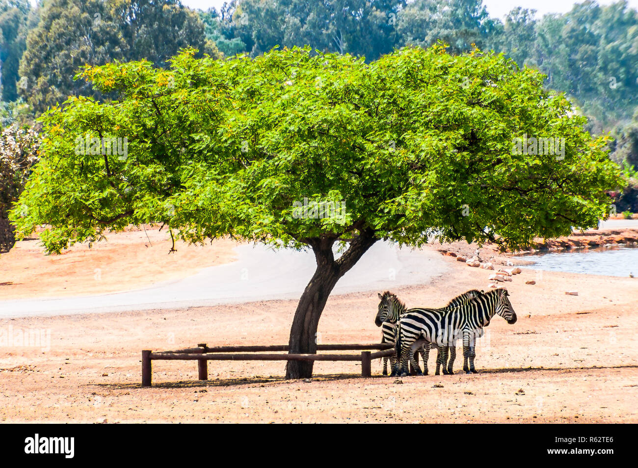 Group of Zebras graze under the tree. African wild horse with black-and ...