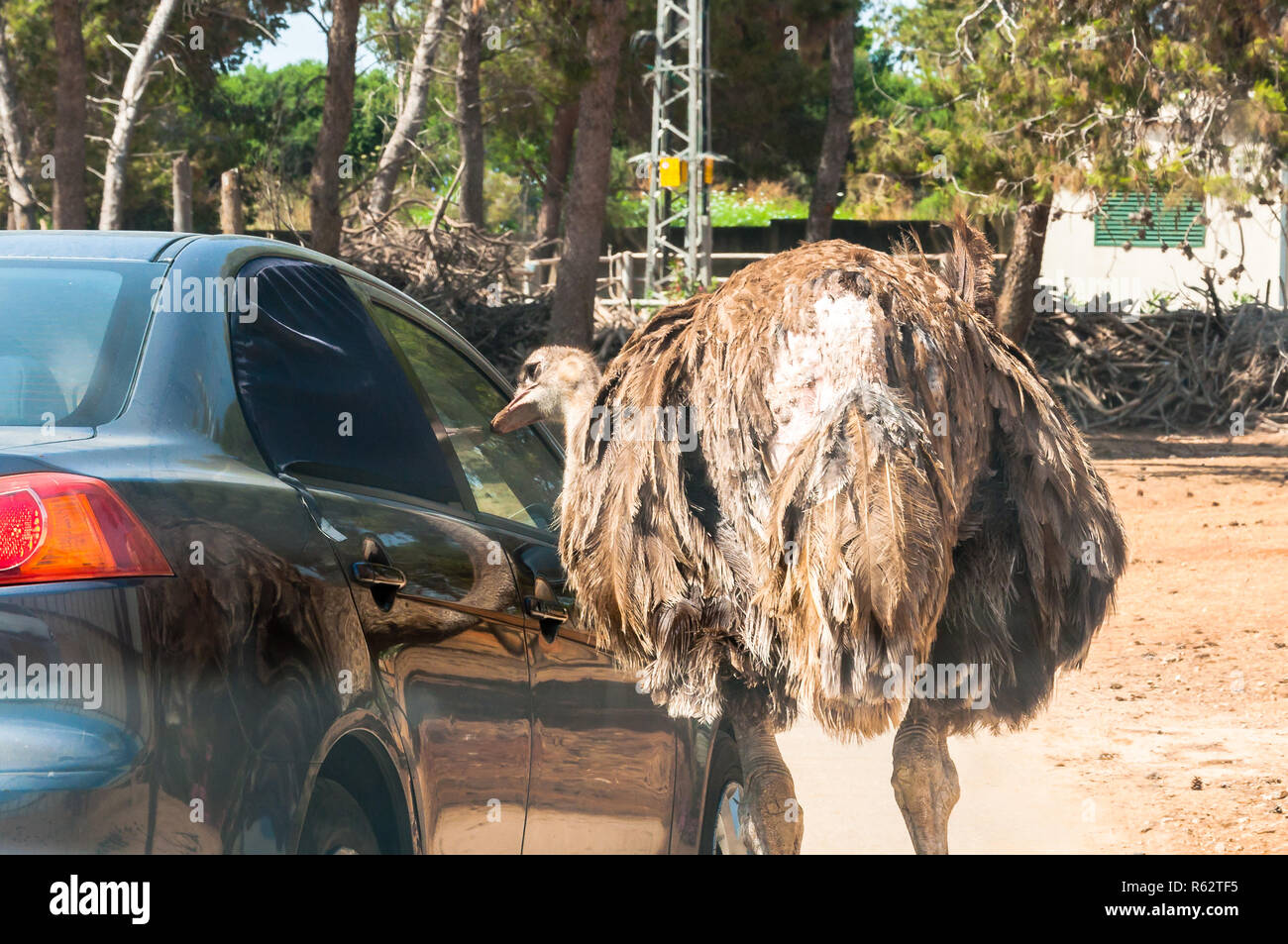 Wild ostrich pokes its beak into the car window Stock Photo - Alamy