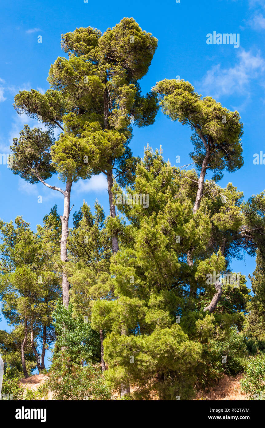 High Mediterranean Pine trees forest scenery Stock Photo - Alamy